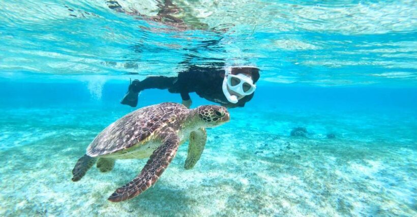Miyako Island: SUP or Canoeing and Snorkeling Experience - What to Expect on the Tour