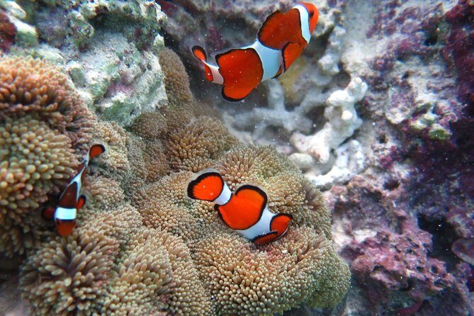 [Miyakojima Snorkel] Private tour from 2 people Let's look for sea turtles! Snorkel tour that can be enjoyed from 3 years old - Pricing and Value