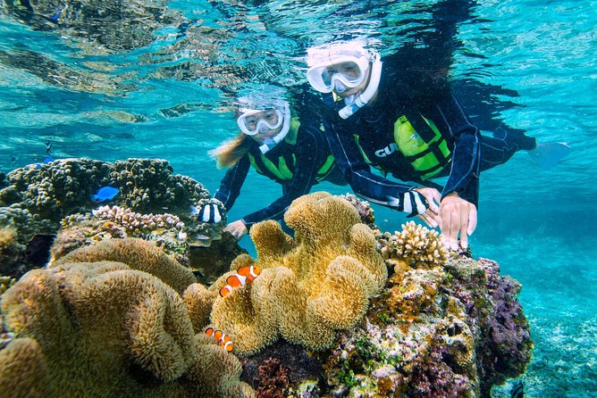 Miyakojima / Snorkel Tour to Enjoy Coral and Fish - Exceptional Reviews
