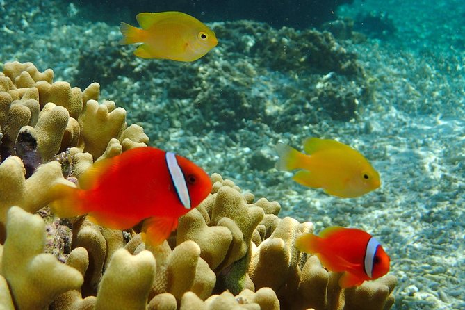 Miyakojima / Snorkel Tour to Enjoy Coral and Fish - Health and Safety Considerations
