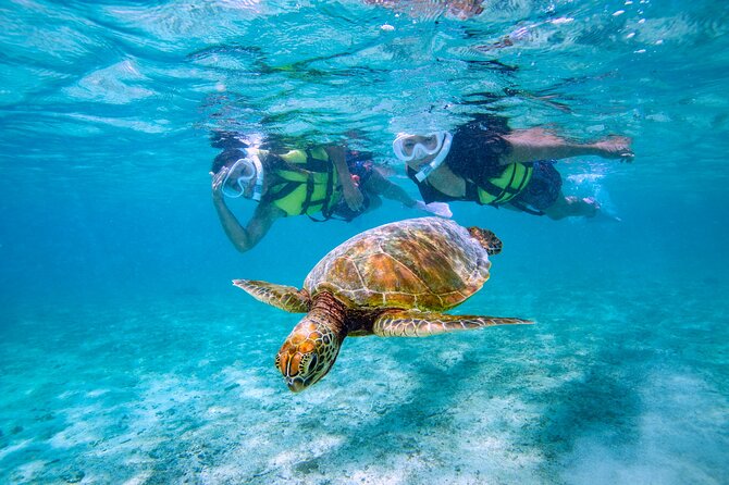 Miyakojima / Snorkel Tour to Swim With Sea Turtles - Meeting Point and Logistics