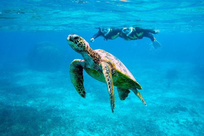Miyakojima / Snorkel Tour to Swim With Sea Turtles - Health and Safety Guidelines