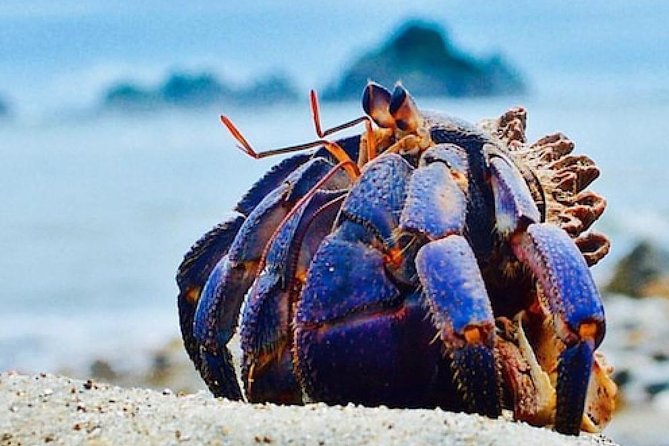 Miyazaki Snorkel Kayak Tour - Booking Information