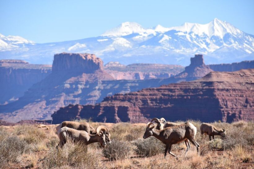 Moab: Canyonlands National Park 4x4 White Rim Tour - Frequently Asked Questions