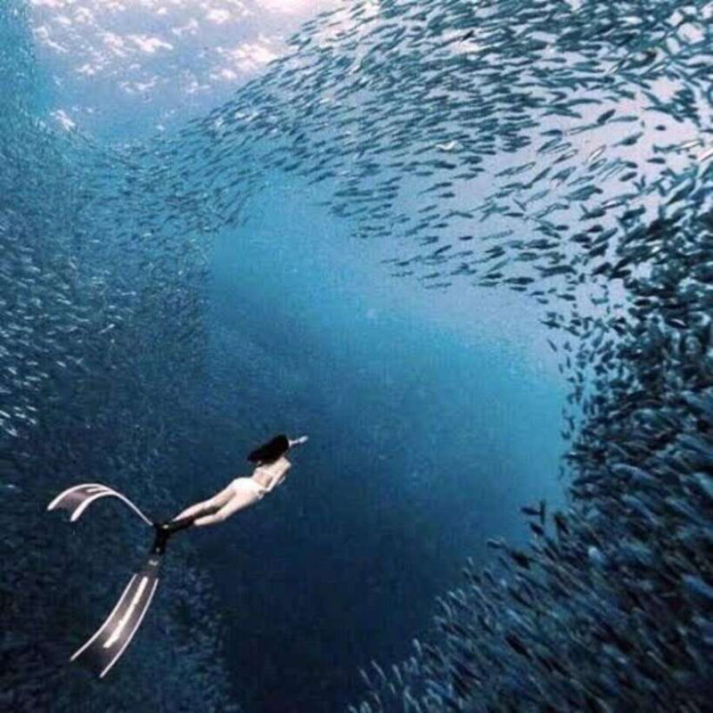 Moalboal: Island Hopping and Mantayupan Falls Day Trip - Key Points