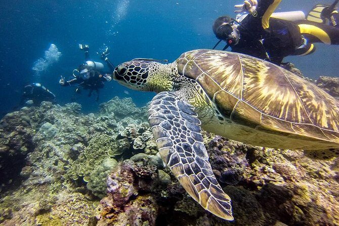 Moalboal Island Hopping (Pescador Island, Sardines and Turtles) - Final Thoughts: Who Will Appreciate This Tour?