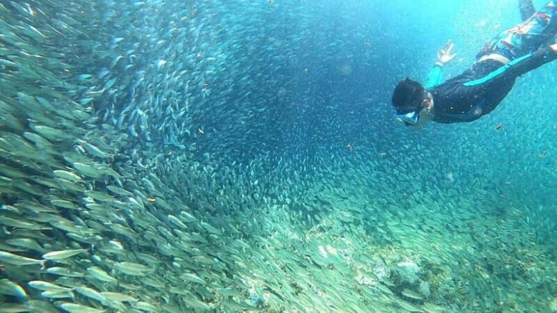 Moalboal: Pescador Island Hopping Adventure and Sardine Run - Who Will Love This Tour?