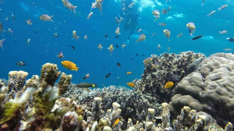 Moalboal: Pescador Island & Mantayupan Falls Adventure! - Key Points