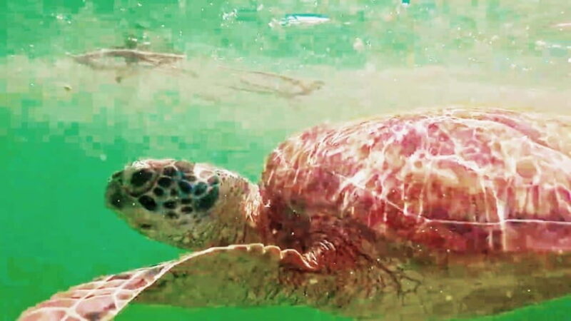 Moalboal: Pescador Island & Mantayupan Falls Adventure! - Why This Tour Works Well