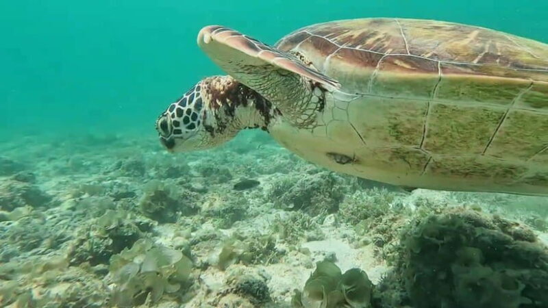 Moalboal: Pescador Island & Mantayupan Falls Adventure! - Final Thoughts