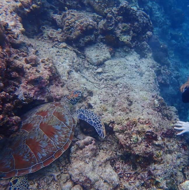 Moalboal: Private Beginner's Canyoning and Sardines & Turtle - A Closer Look at the Experience
