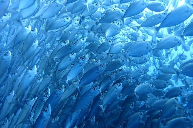 Moalboal Sardine Run, Sea Turtle and Mantayupan Falls - Second Stop: Moalboal Snorkeling