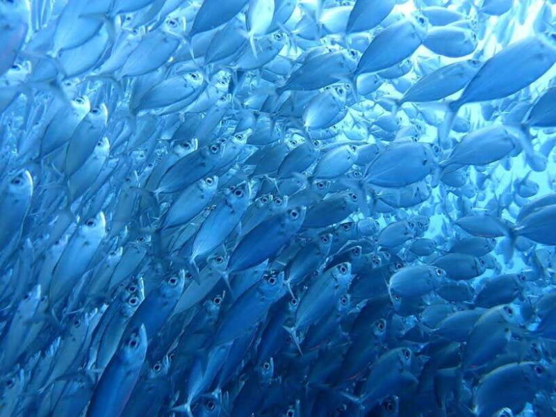 Moalboal Sardine Run, Sea Turtle & Mantayupan Falls - The Itinerary Breakdown