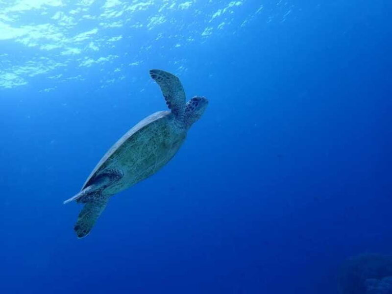 Moalboal Sardine Run, Sea Turtle & Mantayupan Falls - FAQs