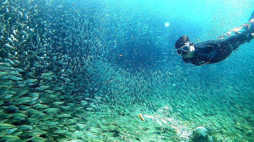Moalboal: Sardine Run Snorkeling & Kawasan Canyoneering - Key Points