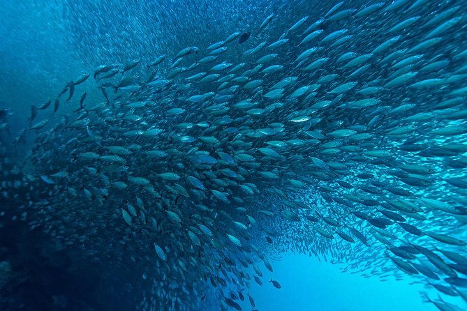 Moalboal Sardines & Turtle Snorkeling and Kawasan Canyoneering - Frequently Asked Questions