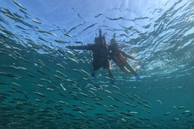 Moalboal sardines, turtles, and Kawasan Canyon - Key Points