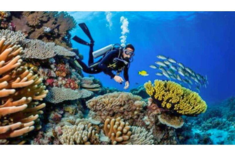 Moalboal : Scuba Diving Sardine Run and Turtle Chasing - What to Expect in Detail