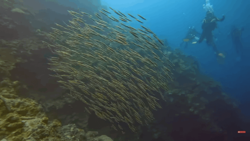 Moalboal : Scuba Diving Sardine Run and Turtle Chasing - The Value of the Experience