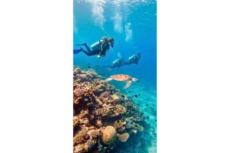 Moalboal : Scuba Diving Sardine Run and Turtle Chasing - Who Would Love This Tour?