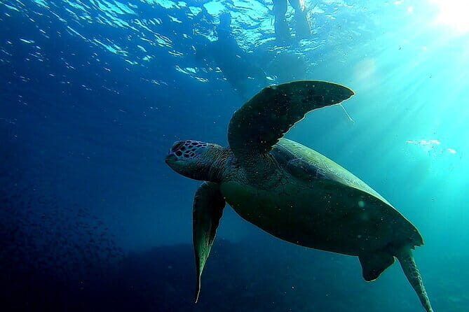 Moalboal Snorkeling, Kawasan Canyoneering with Zipline and Lunch - The Journey Begins: Convenient Pickup and Travel