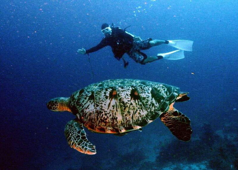 Moalboal with Canyoneering Tour (Shared Tour) - Authentic Experiences and Practical Tips