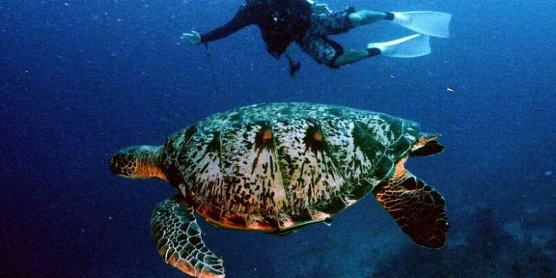 Moalboal with Canyoneering Tour (Shared Tour) - Final Thoughts