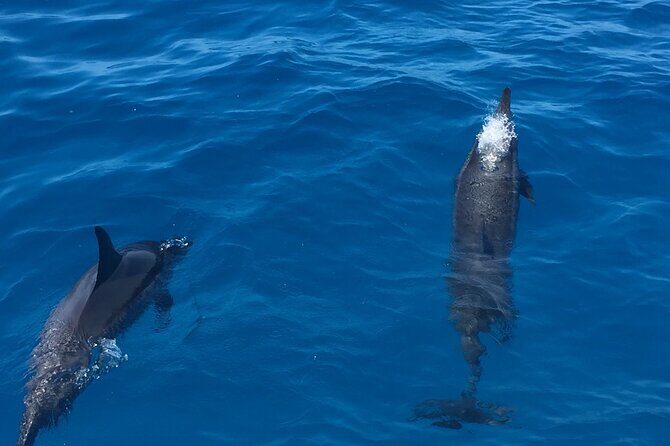 Moanas VIP Waikiki Turtle Snorkeling Experience on Nalu - Who Will Love This Tour?
