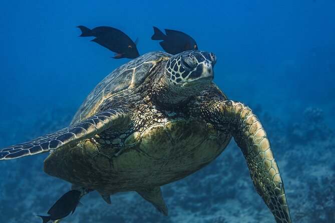 Moana’s Waikīkī Grand Guided Turtle Snorkel & Sailing Adventure - Who Will Love This Tour?