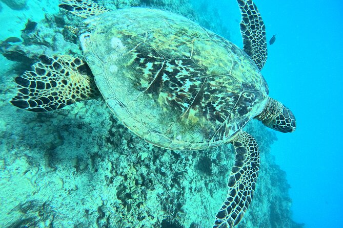 Moana’s Waikīkī Grand Guided Turtle Snorkel & Sailing Adventure - FAQs