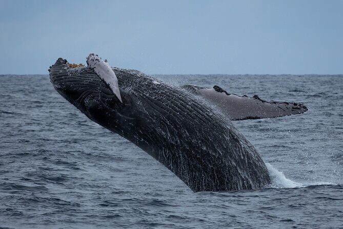 Moanas Waikk Whale Watching Exploration - What to Expect on This Whale Watching Cruise