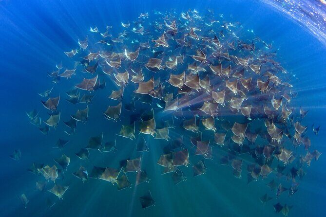 Mobula Ray and Ocean Safari Day Trip - Key Points
