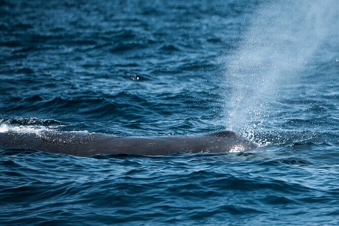 Mobulas and Cetaceans Day Trip - An In-Depth Look at the Mobulas and Cetaceans Day Trip