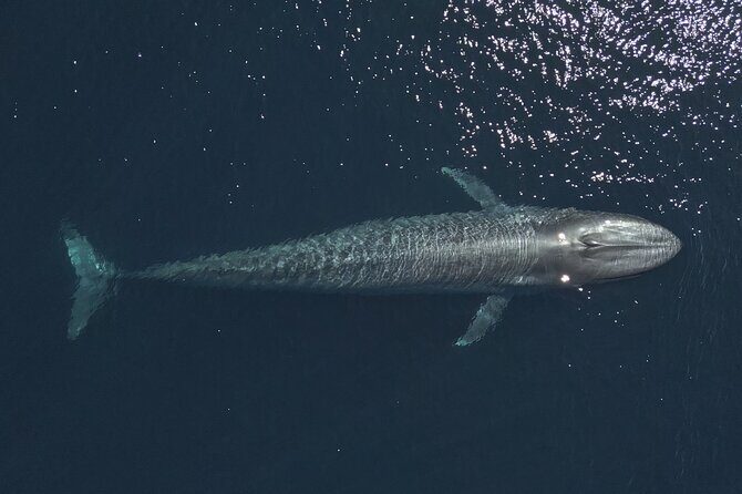 Mobulas and Cetaceans Day Trip - Frequently Asked Questions