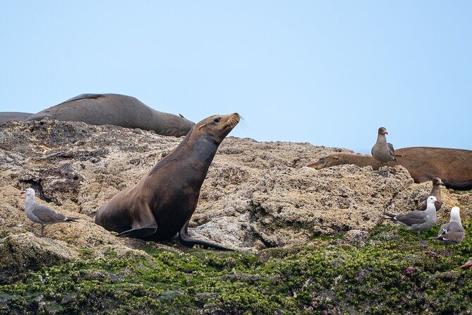 Mobulas and Cetaceans Day Trip - Final Words