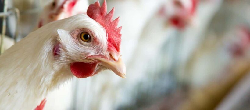 Moca: Farm Tour with Animal Feeding and Egg Collecting - Frequently Asked Questions