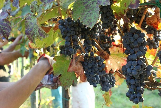 Modena area: Balsamic Vinegar Aceto Tasting Experience - Frequently Asked Questions