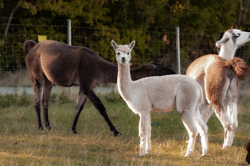 Mödling/Vienna: Scenic Guided Hike with Alpacas and Llamas - What to Expect from Your Alpaca and Llama Hike