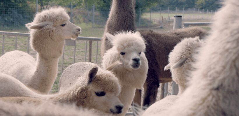Mödling/Vienna: Scenic Guided Hike with Alpacas and Llamas - Authentic Reviews from Past Participants