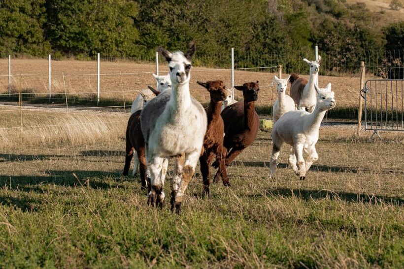 Mödling/Vienna: Scenic Guided Hike with Alpacas and Llamas - Who Should Consider This Tour?