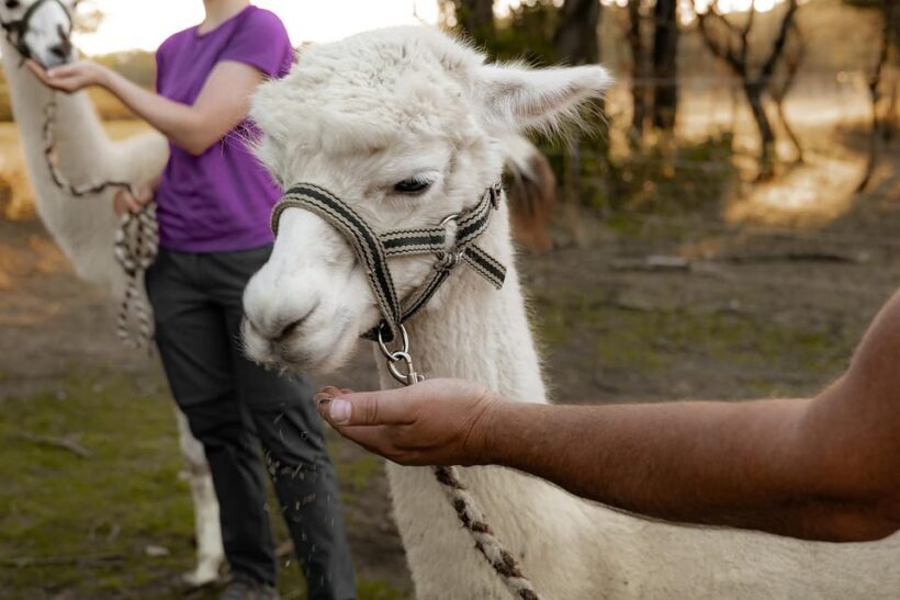 Mödling/Vienna: Scenic Guided Hike with Alpacas and Llamas - The Sum Up: Is This Experience Worth It?