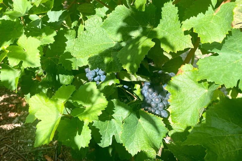 Moet et Chandon Veuve Clicquot Pommery Private Champagn Trip - FAQ