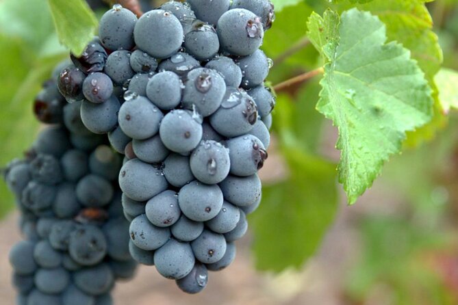 Moet et Chandon Veuve Clicquot Pommery Private Champagne Day trip - Veuve Clicquot: A Classic House with a Long Legacy