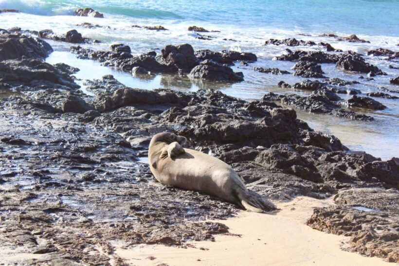 Mokulua Islands Self-Guided Kayak Adventure - Practical Tips for Your Adventure