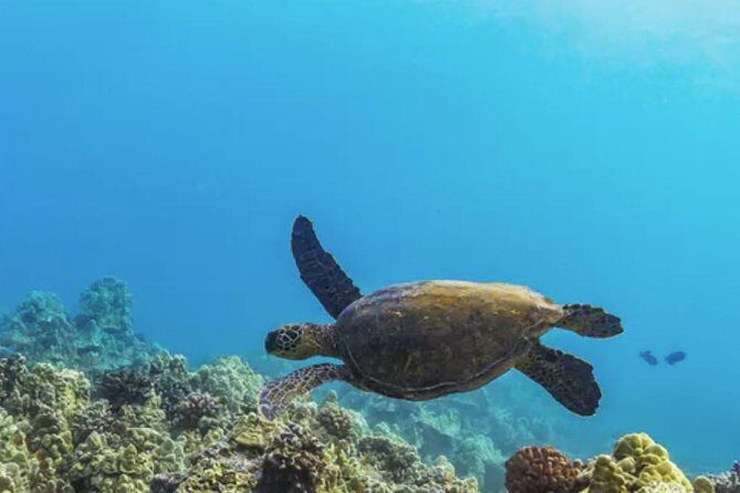 Molokini & Turtle Adventure: Small Group from Ma'alaea Harbor - Who Should Consider This Tour?