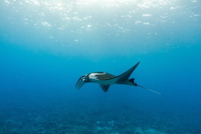 Molokini & Turtle Adventure: Small Group from Ma'alaea Harbor - FAQs