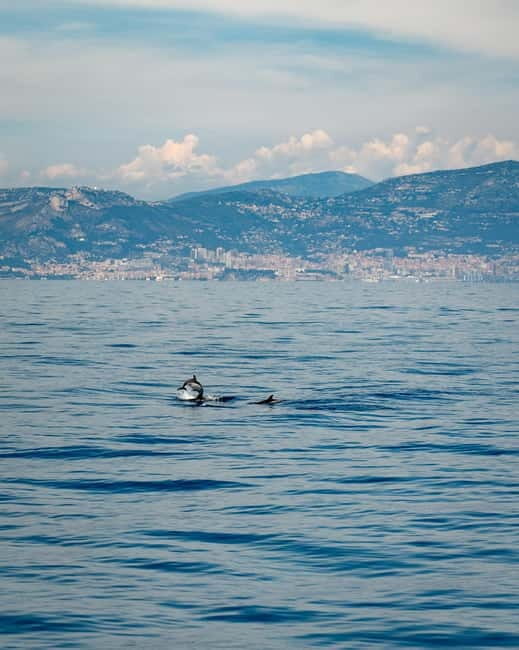 Monaco : Cetacean Watching Boat Cruise - The Sum Up
