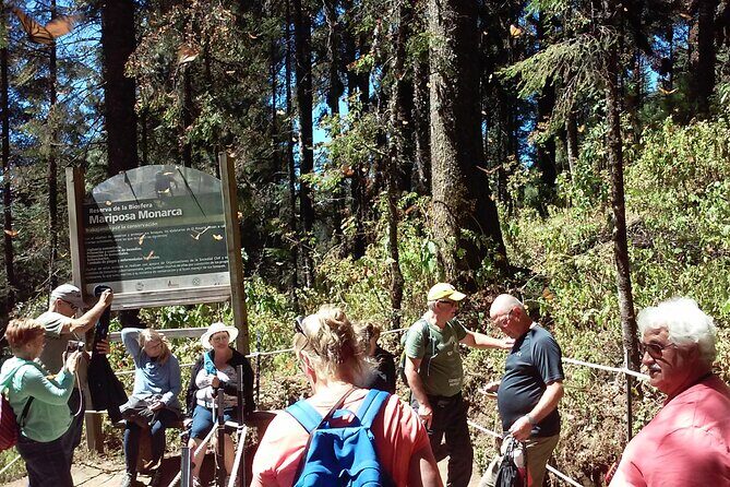 Monarch Butterfly group tour. Join me to watch #butterflies - Price and Value