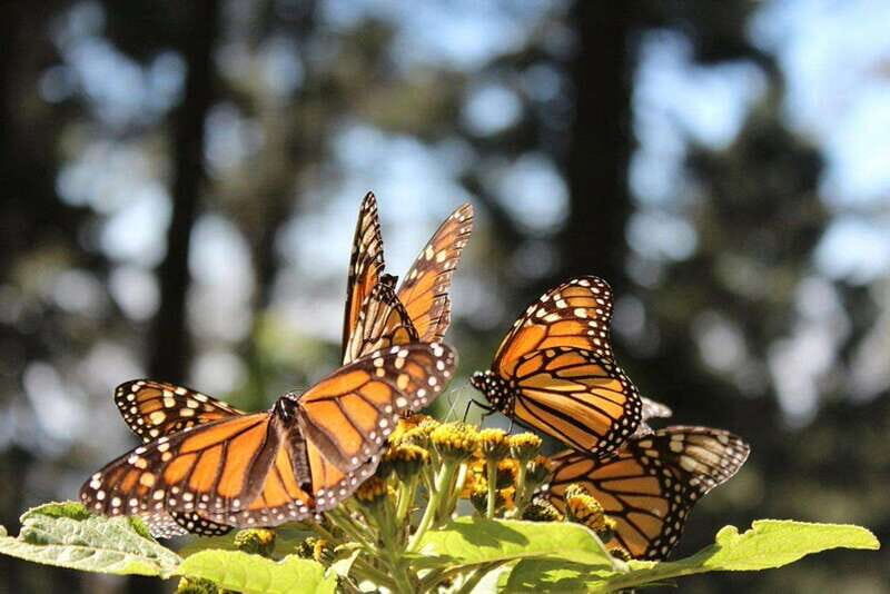 Monarch Butterfly Mexico Reserve Sanctuary & Valle de Bravo - Key Points