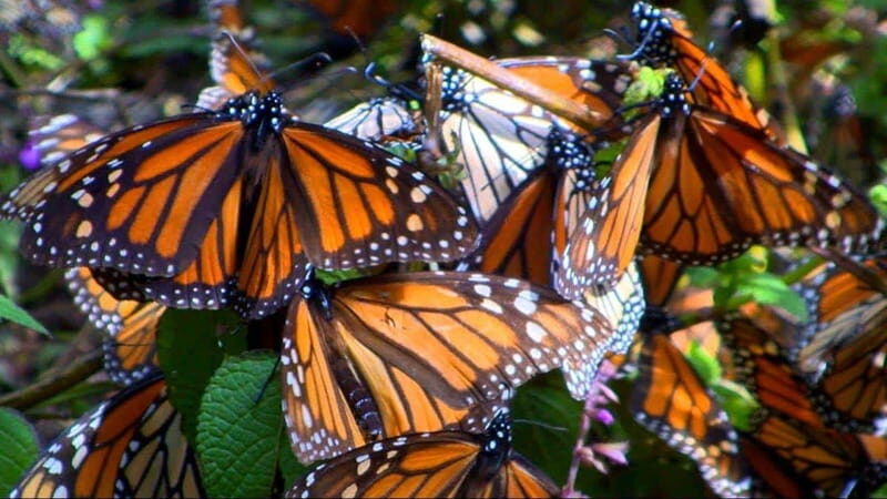 Monarch Butterfly Mexico Reserve Sanctuary & Valle de Bravo - Exploring Valle de Bravo: Culture and Charm